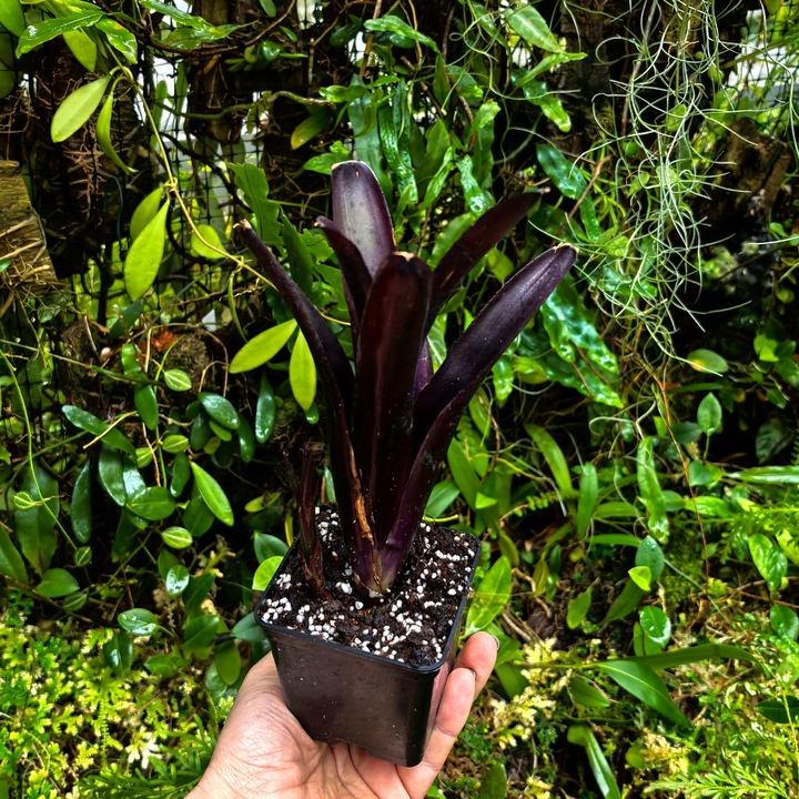 Neoregelia 'Tar Baby' - do terária, na parapet, • Ceny, Recenze - Allegro