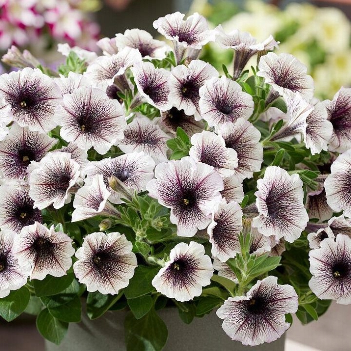 Petúnia Surfinia Tea TIRAMISU - palánta - ELŐÉRTÉKESÍTÉS, • Ár ...