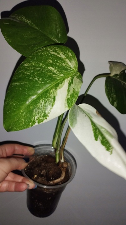 Monstera borsigiana variegata • Cena, Opinie • Rośliny doniczkowe ...