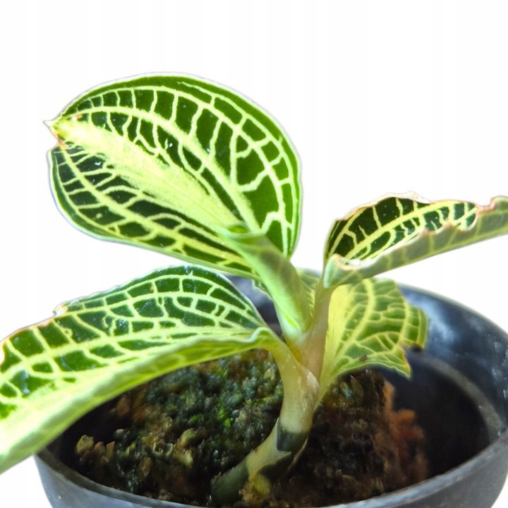 Anoectochilus siamensis orchidej šperkařská rostlina do paludária ...