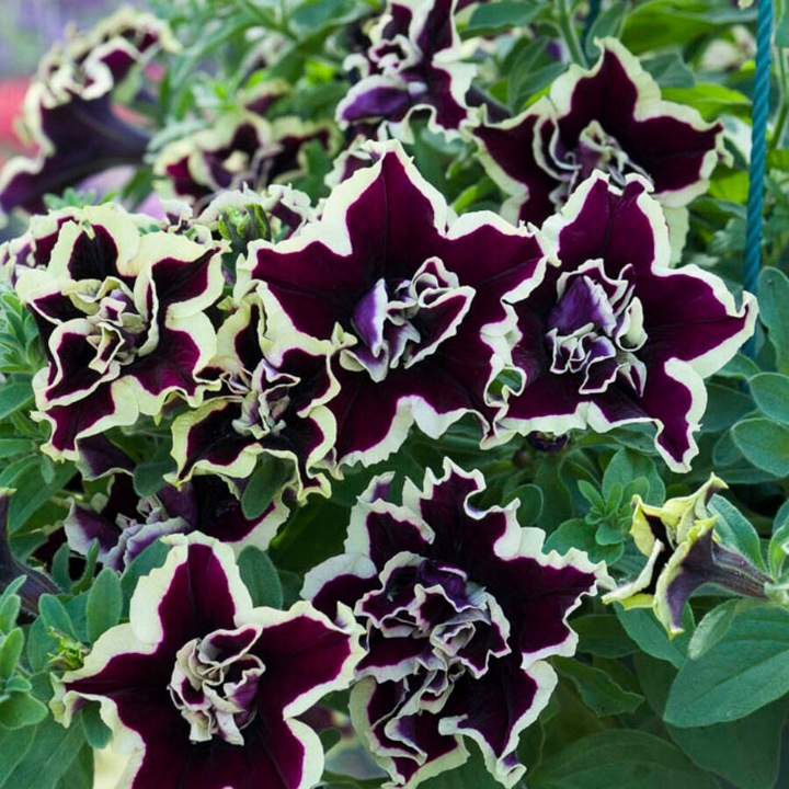 Surfinia Petúnia SUPERSTAR - sadenica - PREDPREDAJ, • Ceny, Recenzie ...